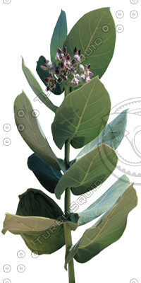 Texture Targa trees bush plant