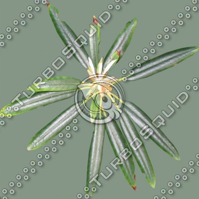 Texture Targa trees bush plant