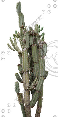 Texture Targa plant trees bush