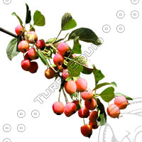 Texture Targa trees bush plant