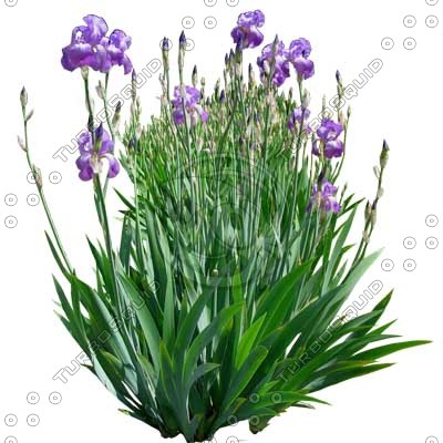 Texture Targa flower trees bush