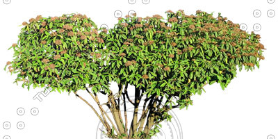 Texture Targa bush trees plant