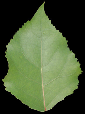 Texture Targa leaf tree green