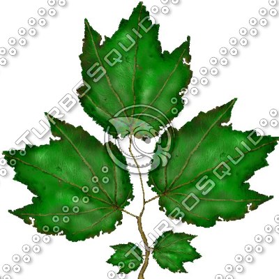 Texture Targa maple leaf tree