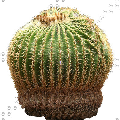 Texture Targa plant trees bush