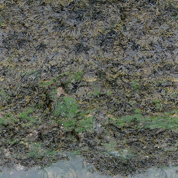 Texture Other riverbed seabed texture