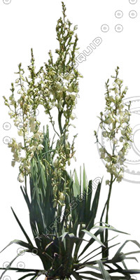 Texture Targa bush trees plant