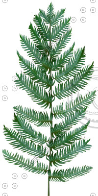 Texture Targa trees bush plant