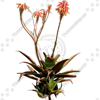 Texture Targa plant grass trees