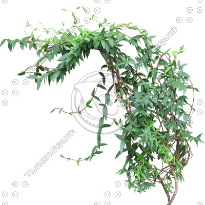 Texture Targa vine grass trees