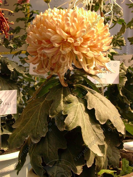 Stock JPEG FLOWER BEAUTIFUL BEAUTIFULLY